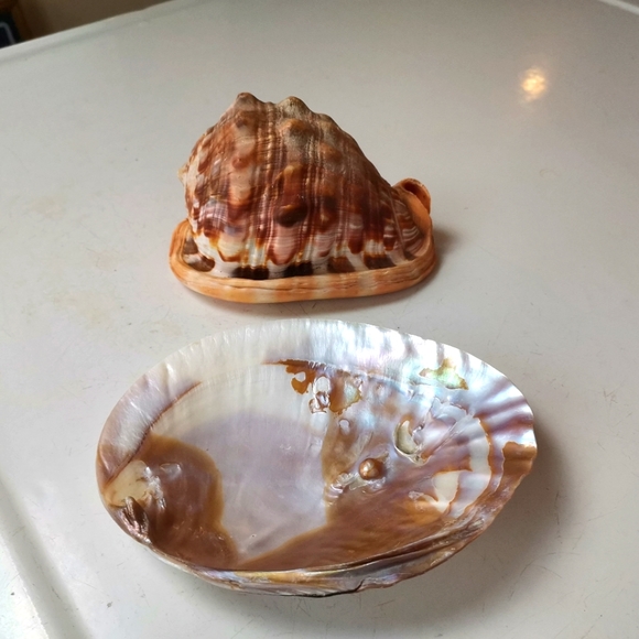 Other | Conch Shell Clam Shell With Pearl Lot | Poshmark